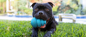 Stylish Hound | Your dog's go to Shop